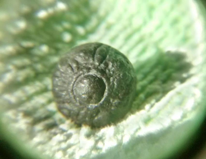 Some Roman Finds | Roman finds and more | CanveyIsland.org